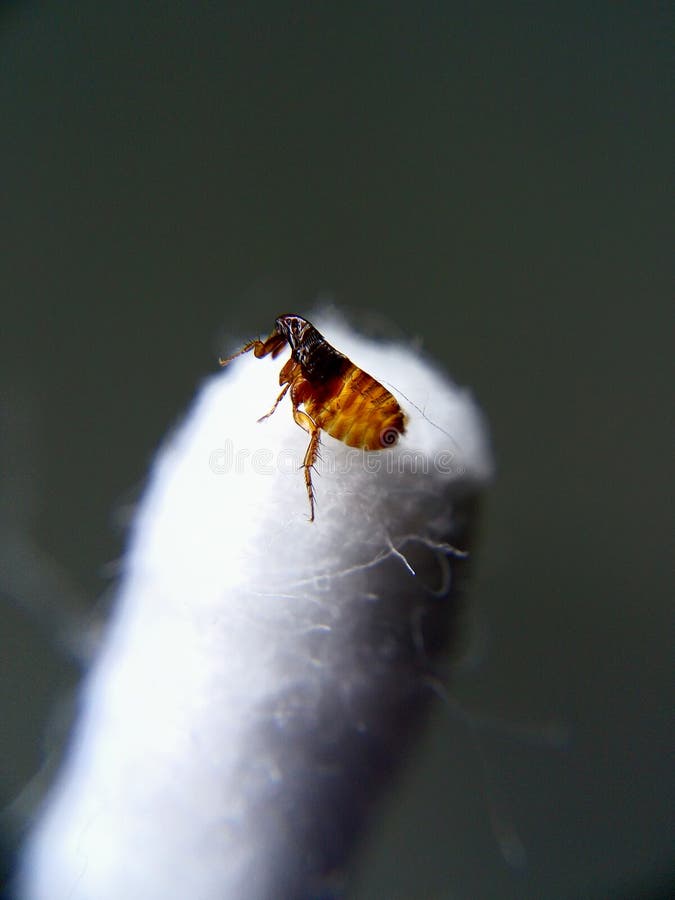 Pulce di gatto fotografia stock. Immagine di gatto, macro - 86785218