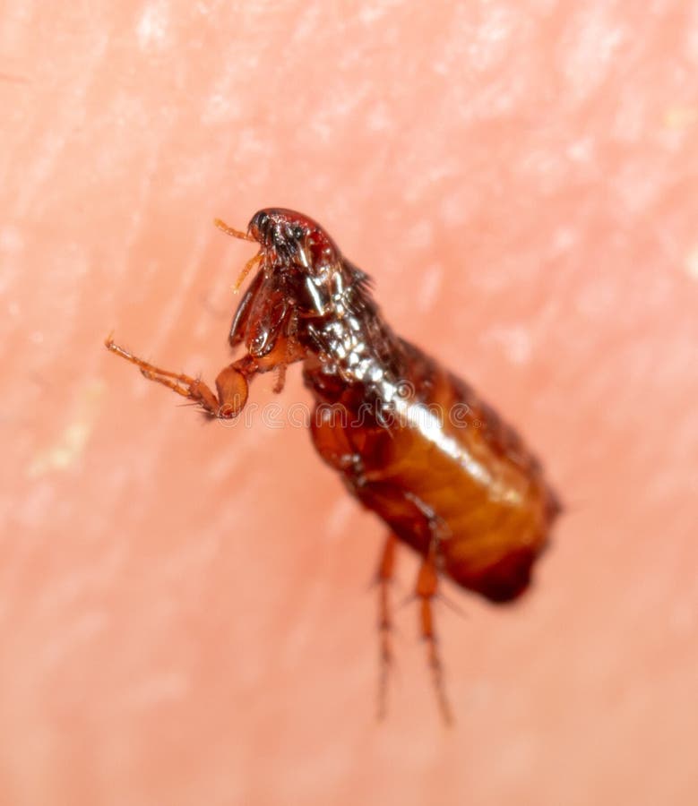 Pulce O Pulce Dell'essere Umano - Irritans Del Pulex Su Un Fondo Bianco ...