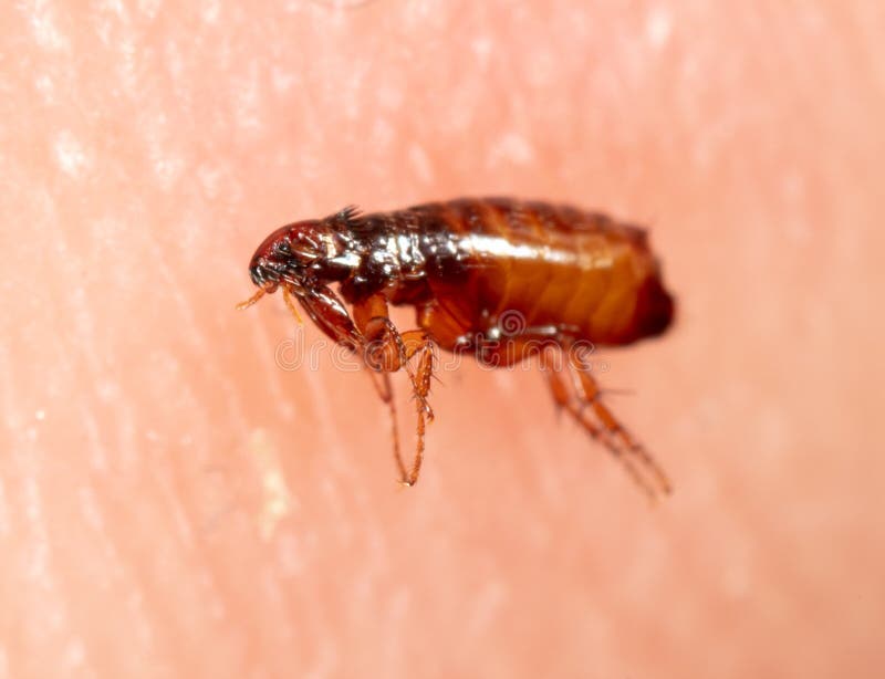 Pulce O Pulce Dell'essere Umano - Irritans Del Pulex Su Un Fondo Bianco ...