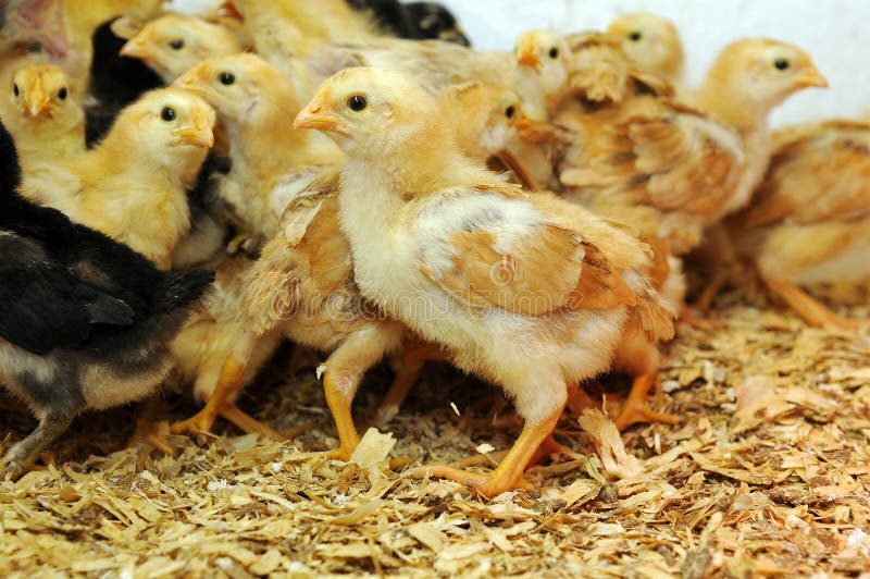Pulcini Appena Nati Foto Stock - Download 64 Royalty Free Photos