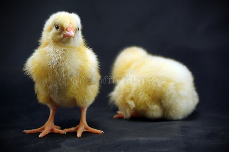 Pulcino giallo appena nato immagine stock. Immagine di becco - 12879599