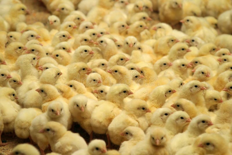 Pulcini immagine stock. Immagine di natura, neonato, pollo - 9350325