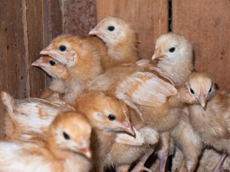 Pulcini fotografia stock. Immagine di bestiame, bianco - 15471916