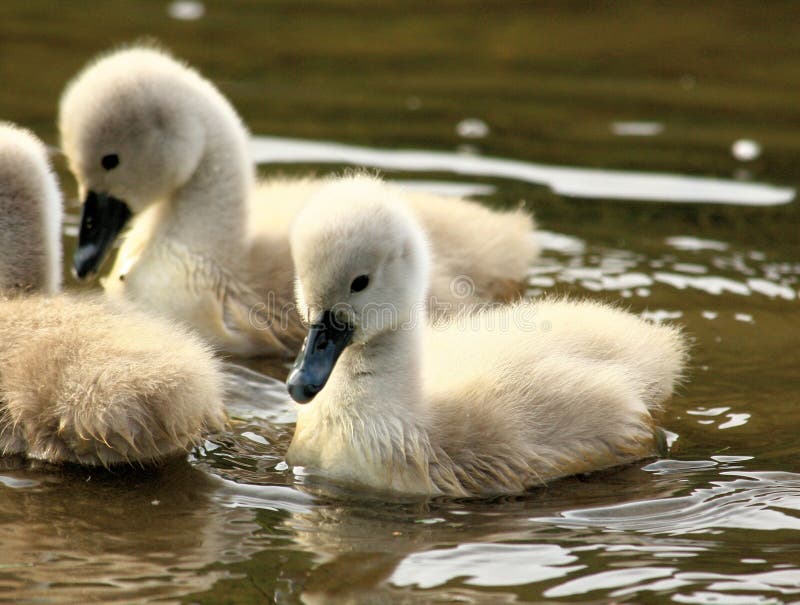 Cigno Con I Pulcini E Un'anatra in Acqua. Fotografia Stock - Immagine ...