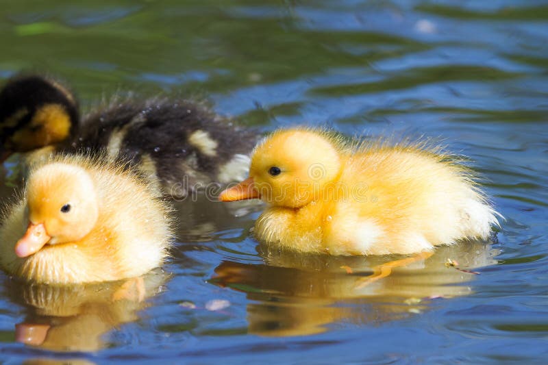 Pulcini Dell'anatra Selvatica Immagine Stock - Immagine di bello ...