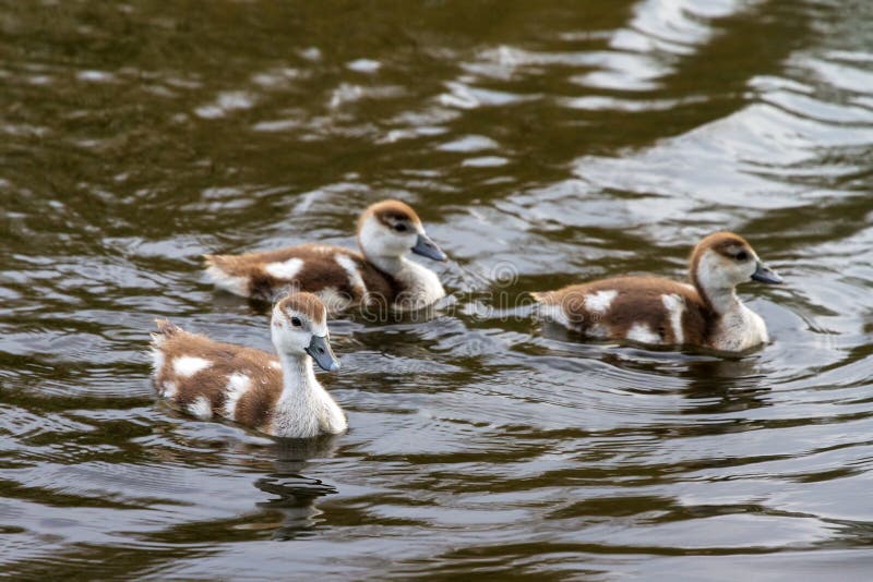 Pulcino bagnato fotografia stock. Immagine di aperto - 32200698