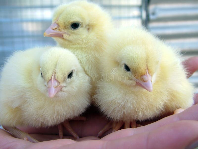 Pulcini Appena Nati E Coperture Rotte Fotografia Stock - Immagine di ...