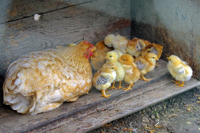 Pulcini in mano agricola immagine stock. Immagine di campagna - 93428081