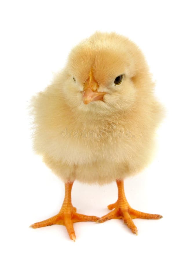 Piccolo pulcino immagine stock. Immagine di pollo, giovane - 13055525