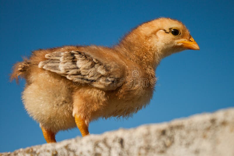 Pulcino fotografia stock. Immagine di addomesticato, uccello - 26392810