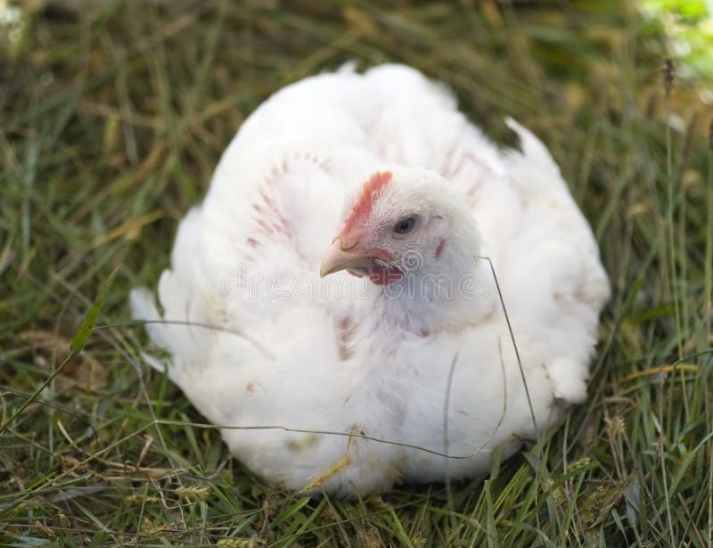 Pulcino immagine stock. Immagine di uccello, chiusura - 6697505