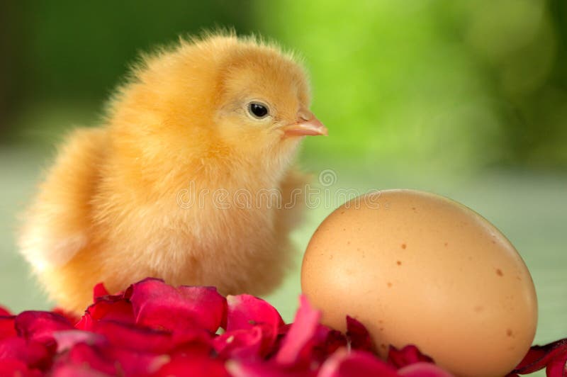Pulcino appena nato immagine stock. Immagine di volo, lanuginoso - 859563