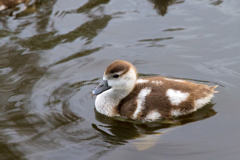 Pulcino bagnato fotografia stock. Immagine di aperto - 32200698