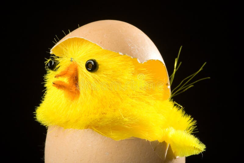 Pulcino che cova dall'uovo fotografia stock. Immagine di compaia - 2102310