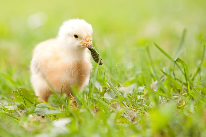 Pulcino Con La Vite Senza Fine Immagine Stock - Immagine di animali ...