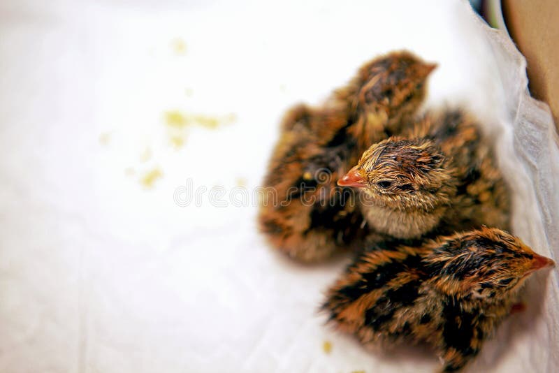 2,050 {parola chiave} Foto stock - Foto stock gratuite e royalty free ...