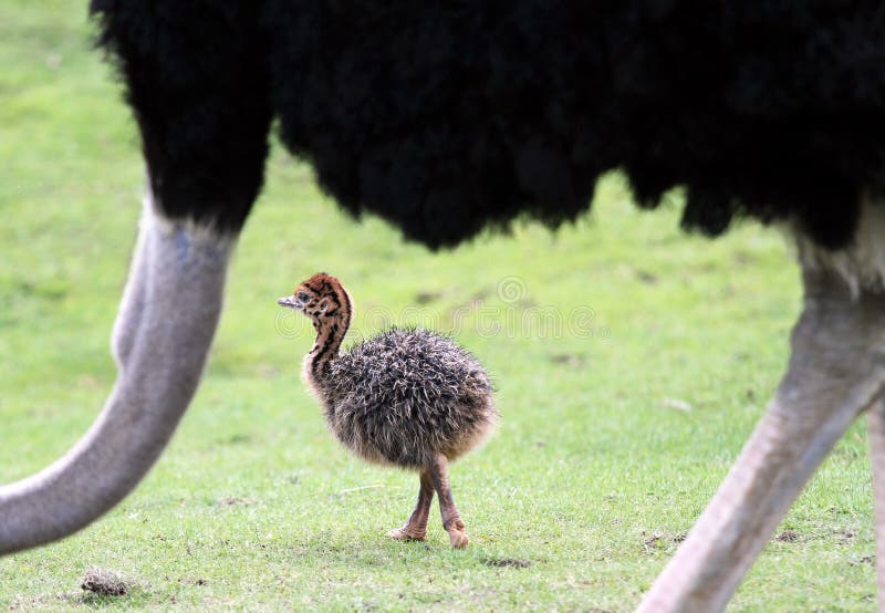 Pulcino Dello Struzzo Che Esce Dall'uovo Fotografia Stock - Immagine di ...