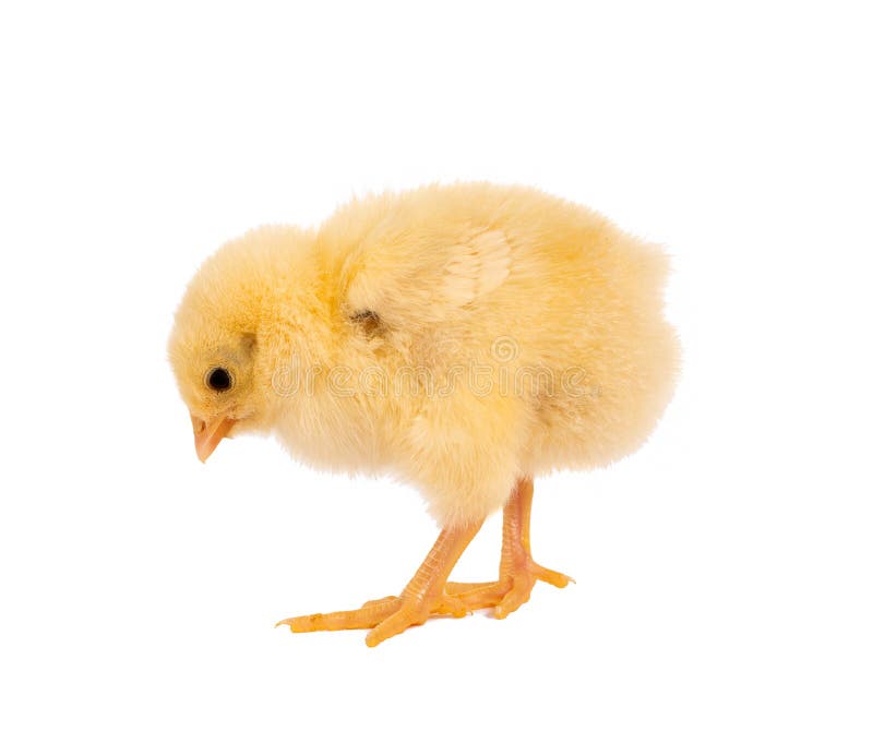 Pulcino Di Pasqua Del Ritaglio Immagine Stock - Immagine di sfondo ...