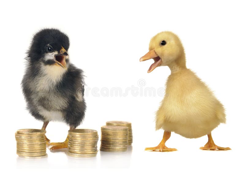 Anatra e pulcino immagine stock. Immagine di piuma, marrone - 17154877