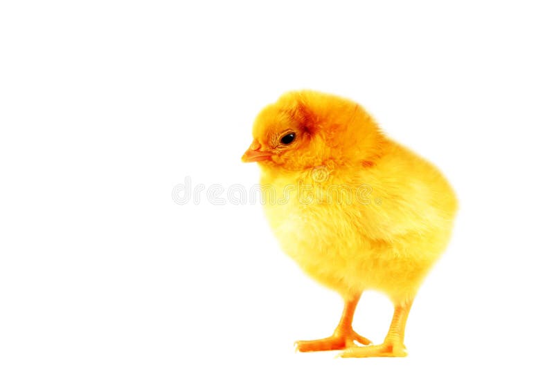 Il Pulcino Giallo Cammina Attraverso L'iarda Con La Gallina Un Giorno ...