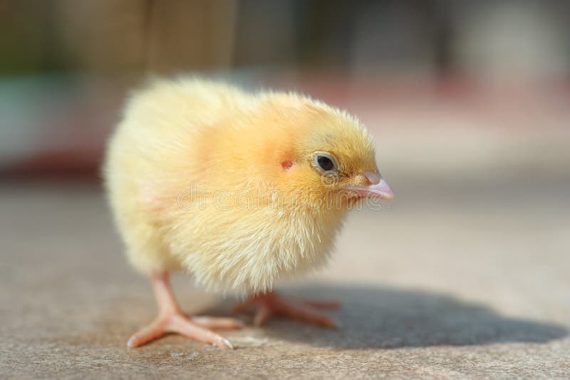 Pulcino giallo appena nato fotografia stock. Immagine di sfondo - 84558696