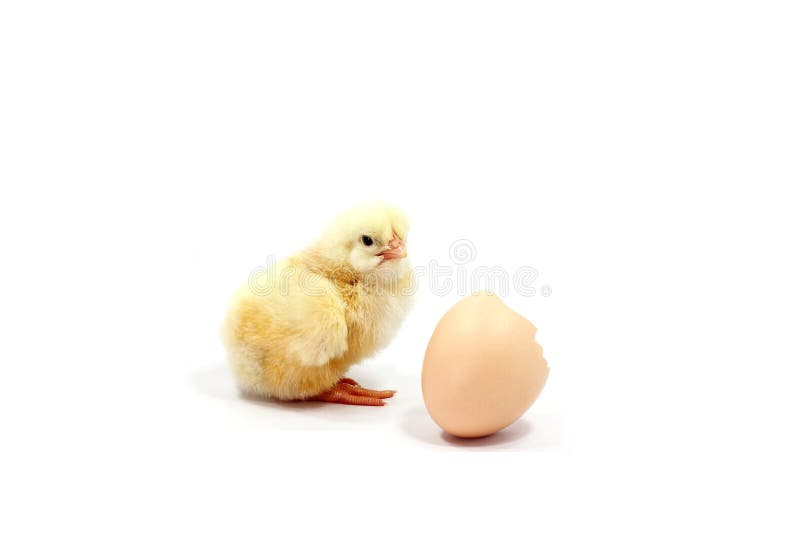 Pulcino Giallo Con Le Coperture Fotografia Stock - Immagine di capelli ...