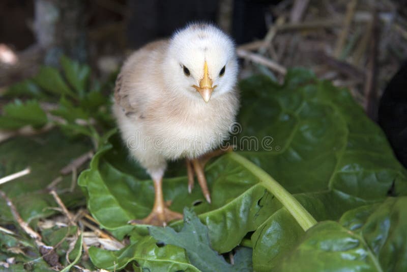 Pulcino giallo del bambino fotografia stock. Immagine di pollo - 31159144