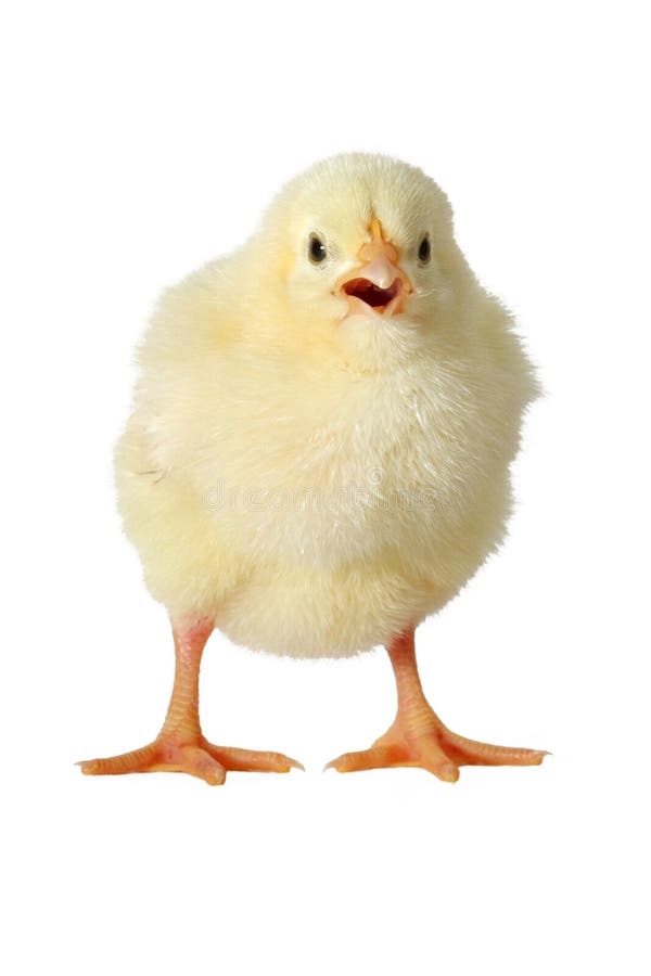 Pulcino giallo isolato fotografia stock. Immagine di animale - 25994662