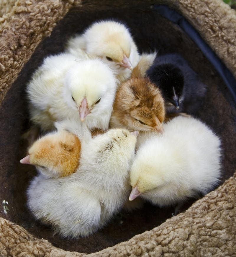 Pulcino Giallo Sul Primo Piano I Dell'erba Verde Fotografia Stock ...