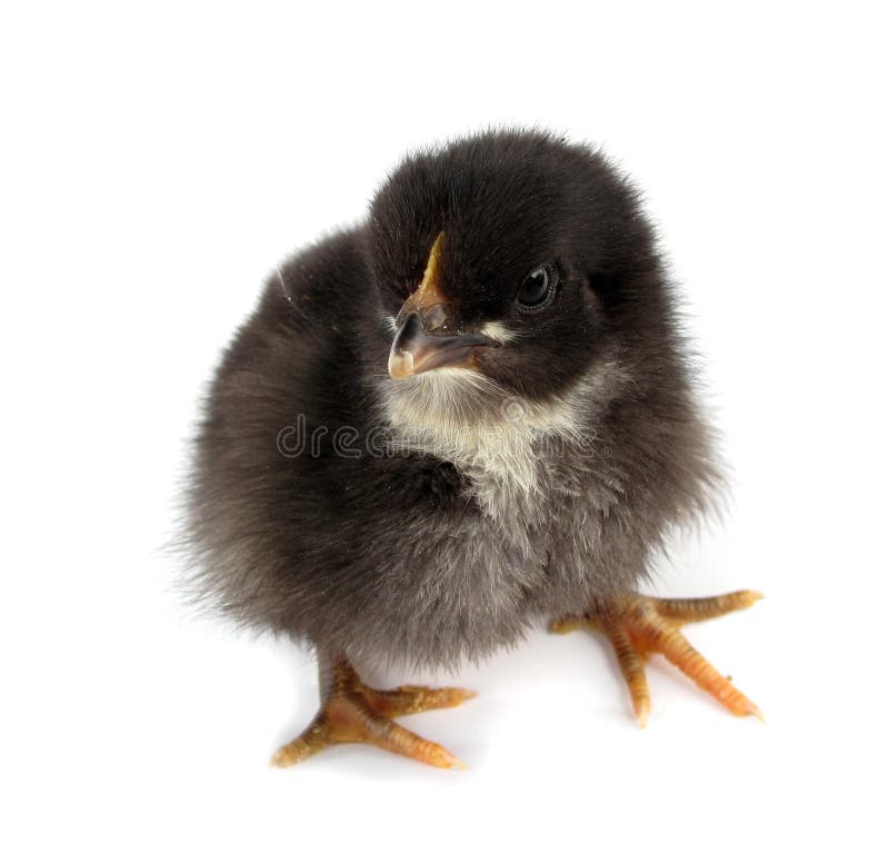 Pulcino nero fotografia stock. Immagine di fotographia - 10409836