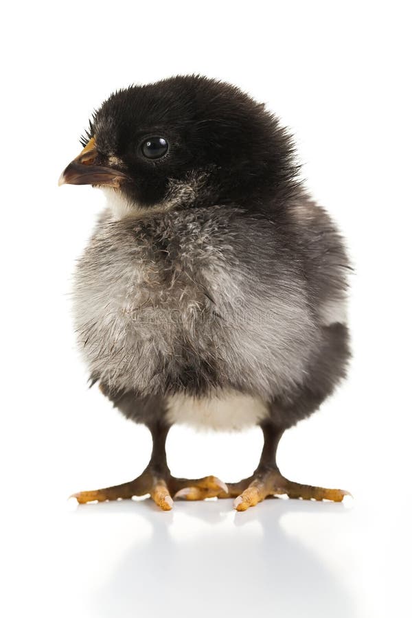 Pulcino nero. immagine stock. Immagine di uccello, piuma - 13030367