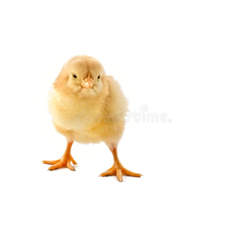 Pulcino su bianco fotografia stock. Immagine di lanuginoso - 9506782