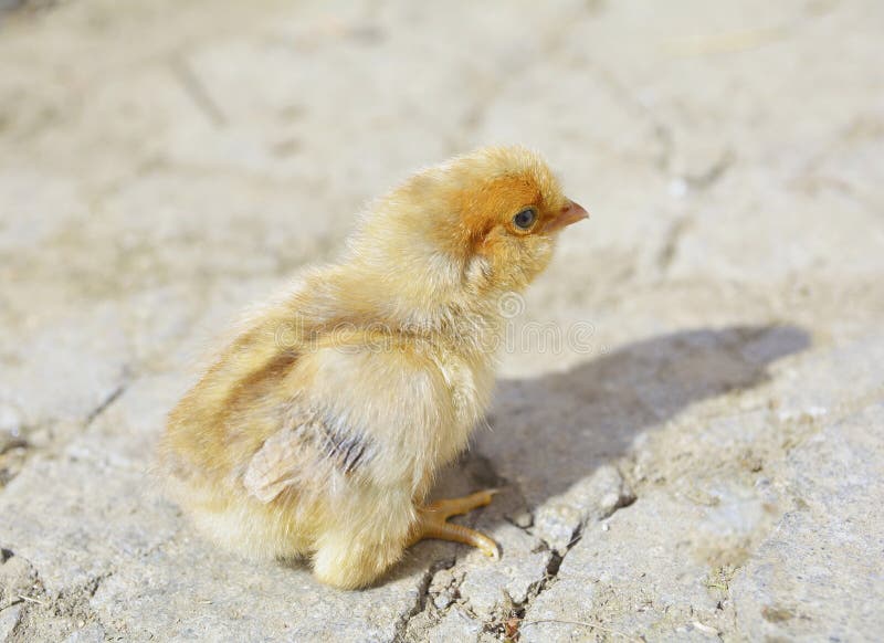 Il Pulcino Sveglio Dei Ochruros Del Phoenicurus Di Codirosso ...