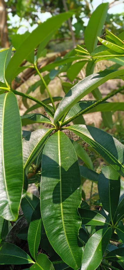 This is a Pule Plant, the Color of the Leaves is Fresh Green Stock ...