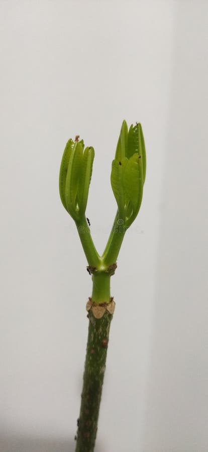 The pule tree has sprouted stock image. Image of pule - 292137103