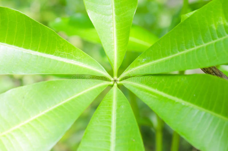Pule Tree Leaves 1 stock photo. Image of wildlife, adorable - 327967242