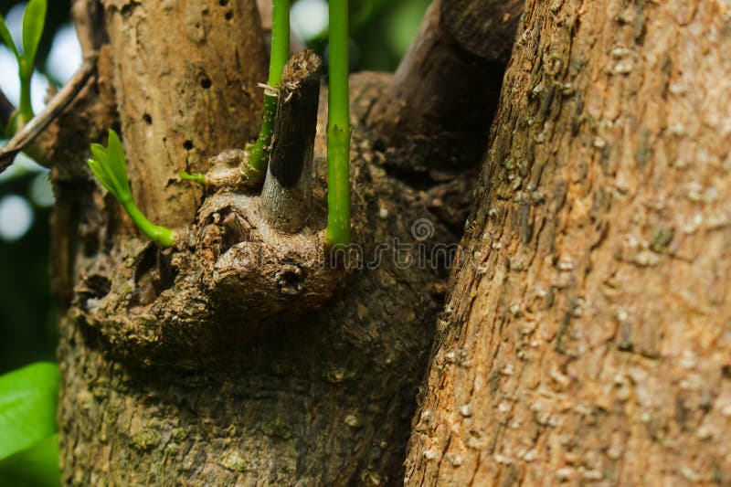 Pule Tree Shoots 1 stock image. Image of ornament, absorption - 327967299