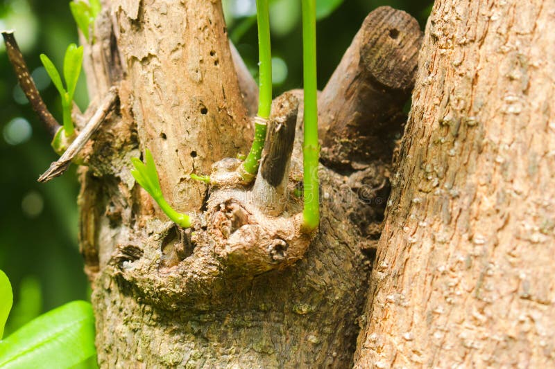 Pule Tree Shoots 2 stock photo. Image of natural, ornament - 327967324