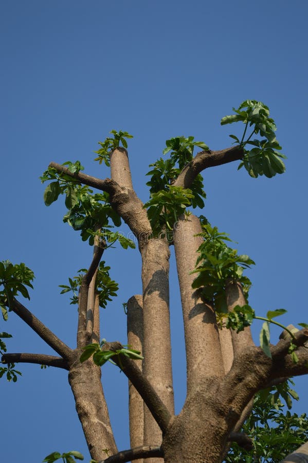 The Pule Tree, Which Has the Latin Name Alstonia Scholaris Stock Image ...
