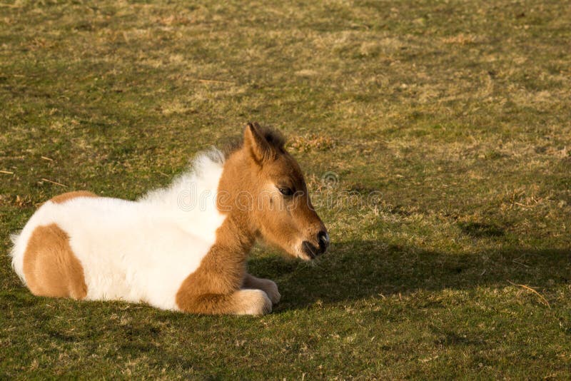 Puledro immagine stock. Immagine di pony, dartmoor, cavalla - 30681301
