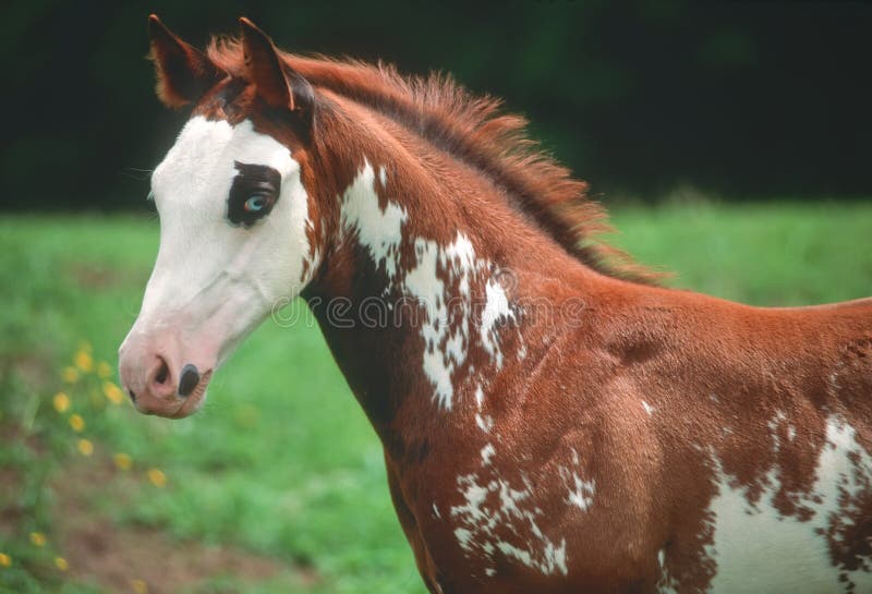 Puledro Americano Del Cavallo Della Vernice Fotografia Stock - Immagine ...
