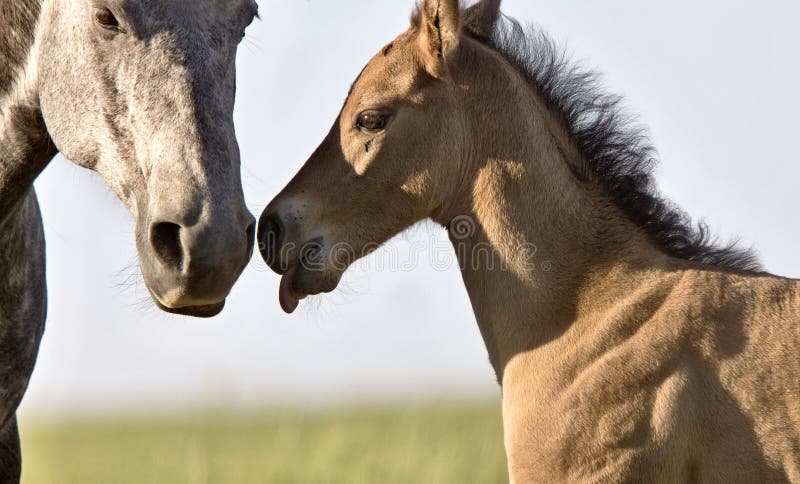 Puledro Appena Nato Nel Campo Fotografia Stock - Immagine di animale ...