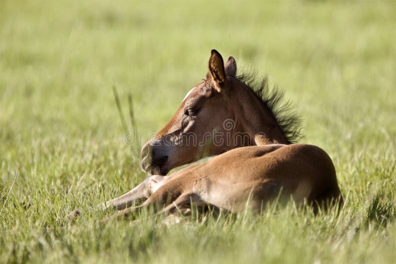 Puledro Appena Nato Nel Campo Immagine Stock - Immagine di cavallo ...