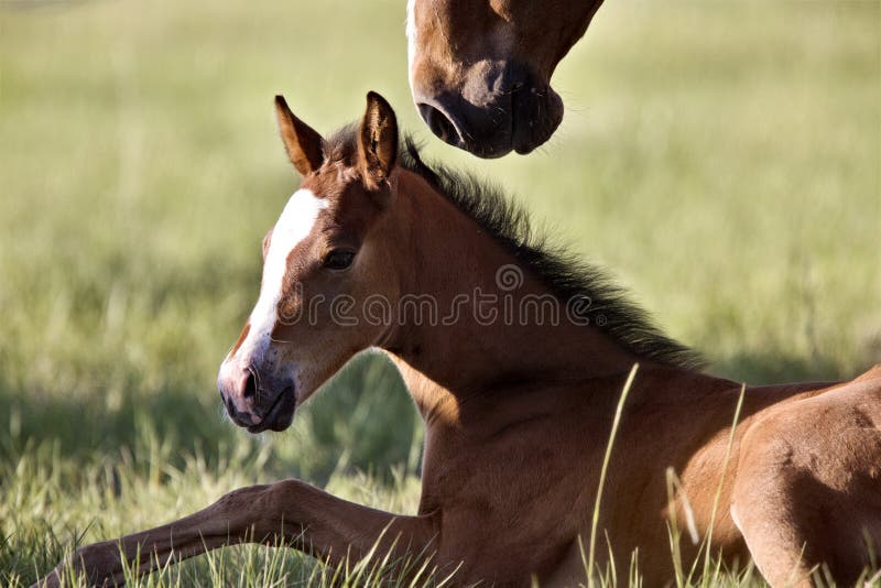 Puledro Appena Nato Nel Campo Immagine Stock - Immagine di cavallo ...