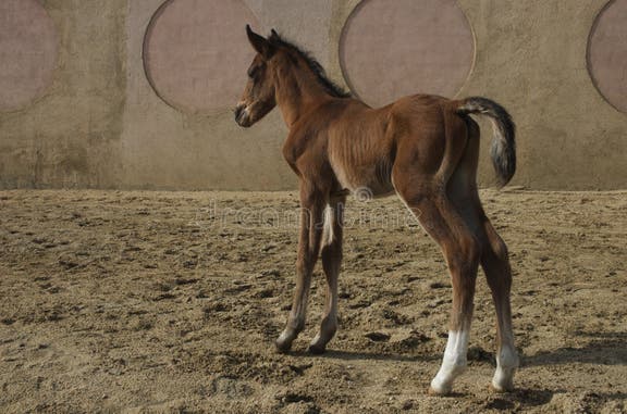 Puledro arabo immagine stock. Immagine di podere, colt - 14531507