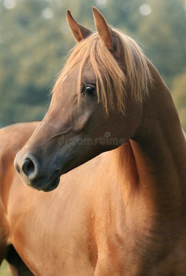Puledro arabo fotografia stock. Immagine di stallone, castagna - 6158956