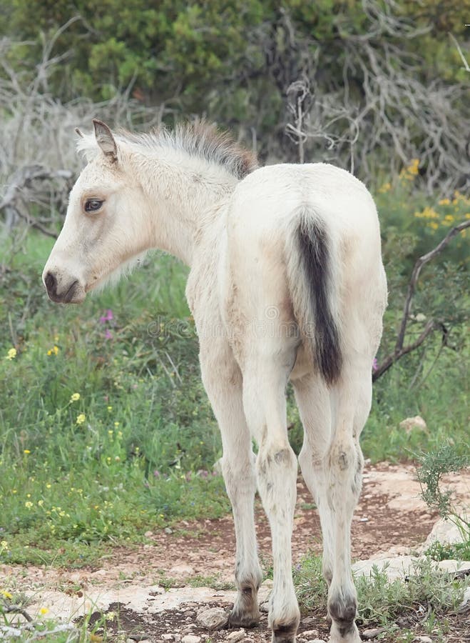 Puledro Crema Mezzo Selvaggio L'israele Fotografia Stock - Immagine di ...