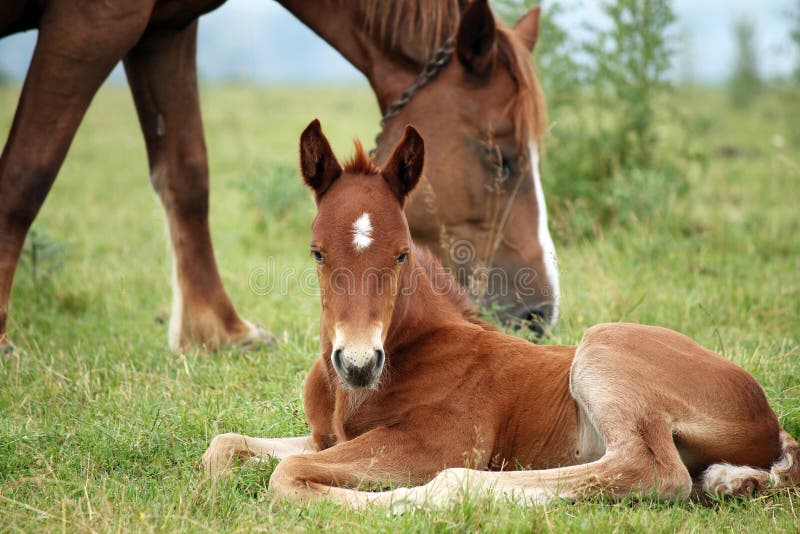Cavallo E Puledro In Corral Immagine Stock - Immagine di nazionale ...