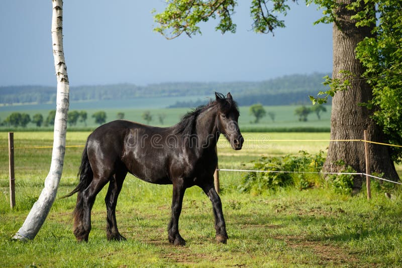 Testa Di Un Cavallo Frisone Cavallo Frisone Nero Fotografia Stock ...