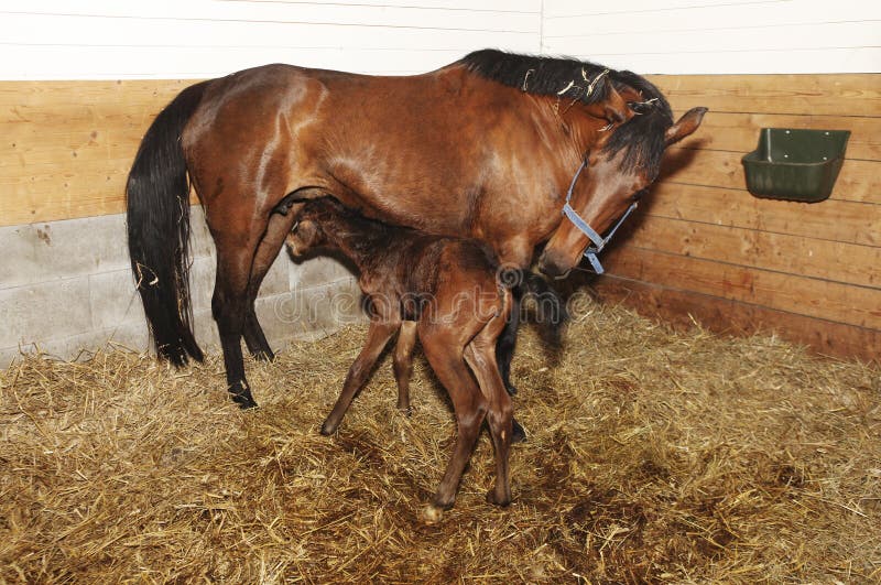 Puledro Neonato Che Prova a Bere Fotografia Stock - Immagine di puledro ...